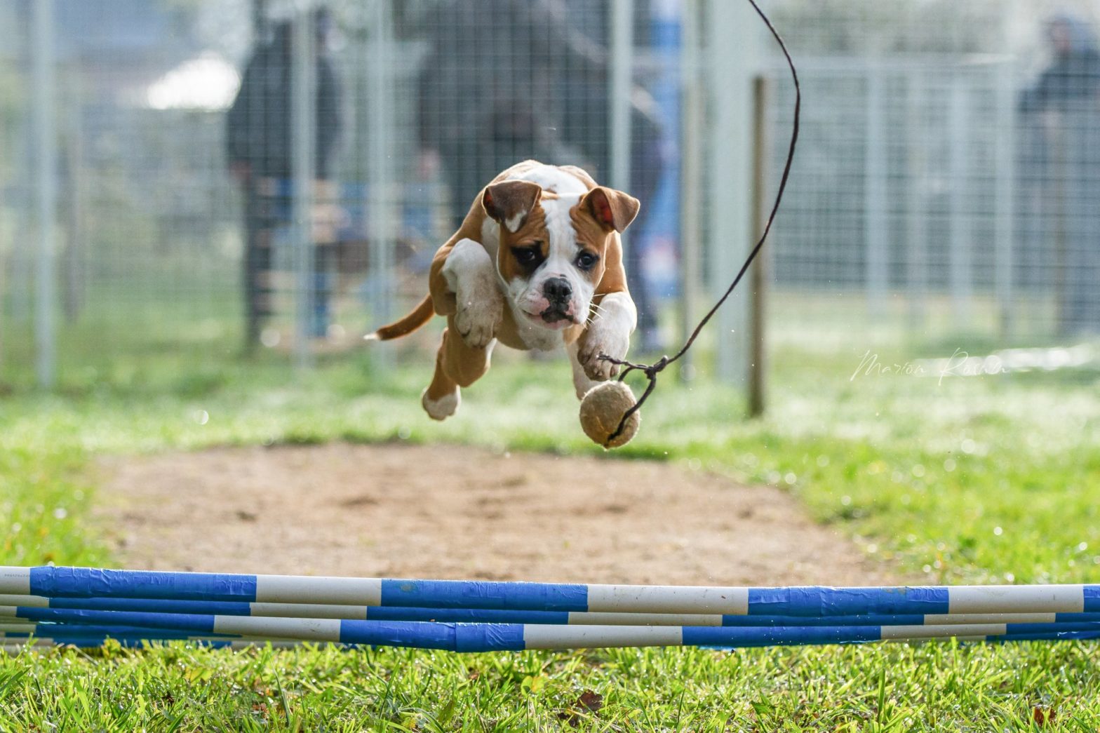 internship – Dog Cross Federation