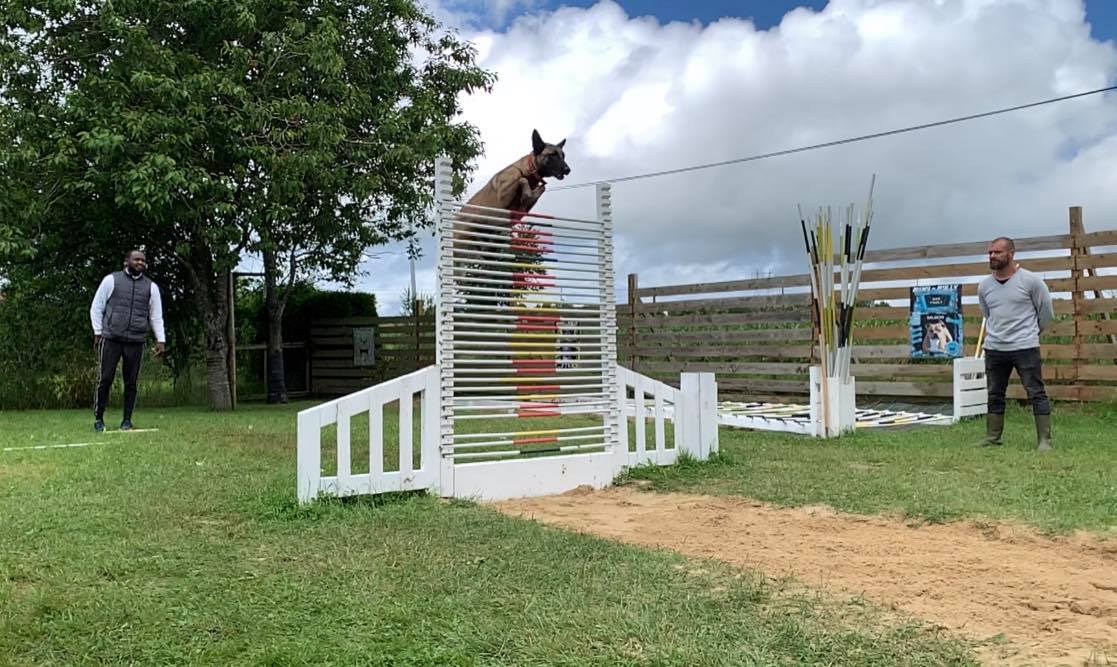 Grand Champion – Dog Cross Federation